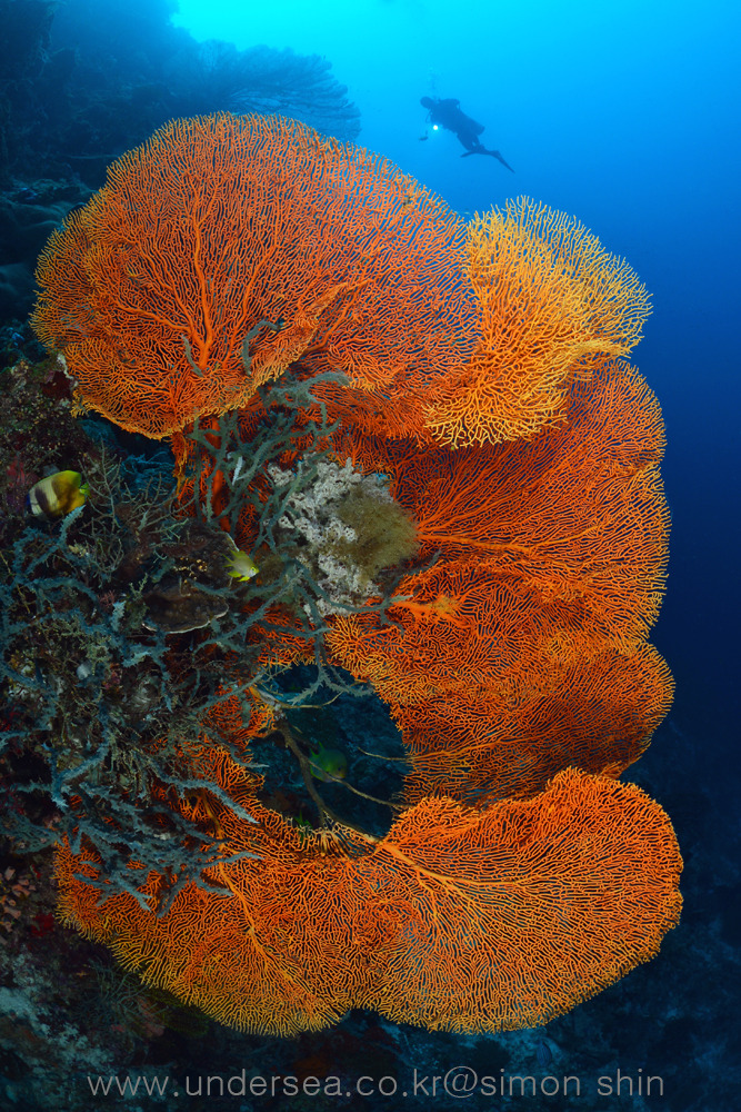 Seafan in doljo beach, Bohol, Philippines
