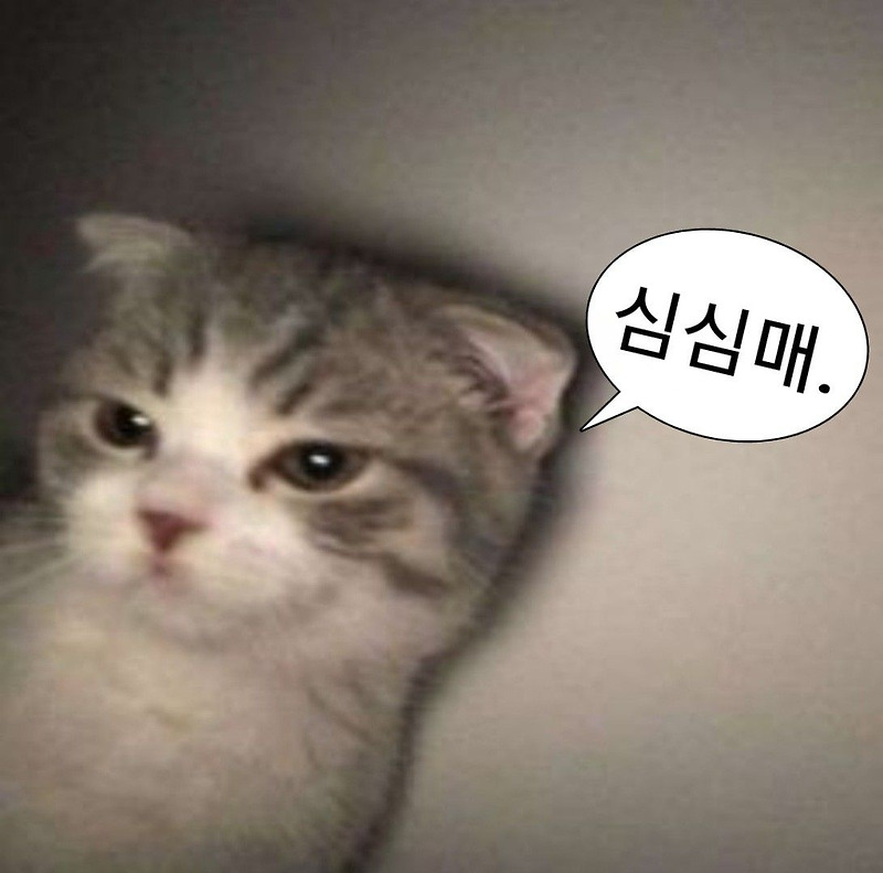 QQQ, S&P, SCHD 적립식 장기 투자자 16주 후기 9월 4주차