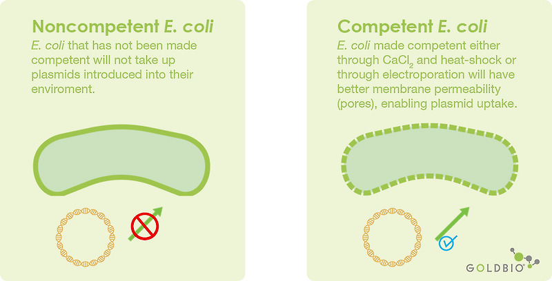 competent cell 정의, 종류