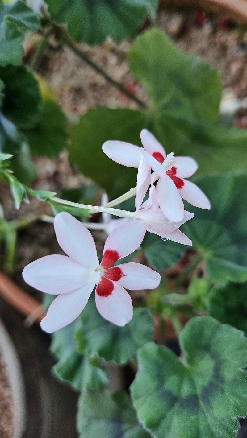 ?scode=mtistory2&fname=https:%2F%2Fblog.kakaocdn.net%2Fdn%2FbFZ2fN ...