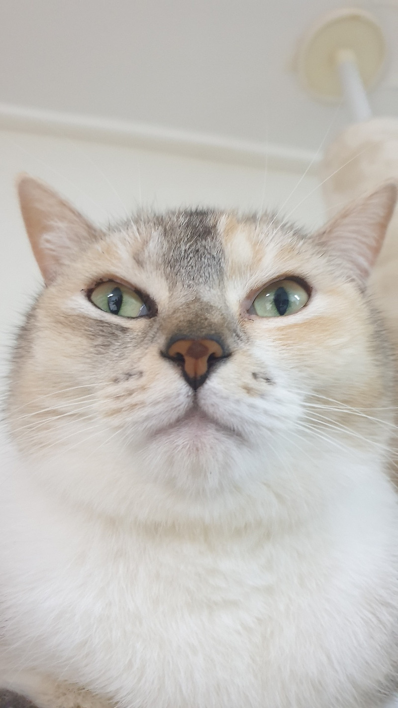 사랑스러운 나의 고양이 베지터 lovely cat~ cute cat~ Vegeta tail~