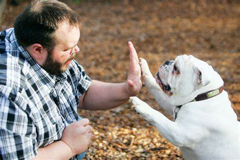 The Loyal and Loving Bulldog: A Deep Dive into One of the Most Beloved ...