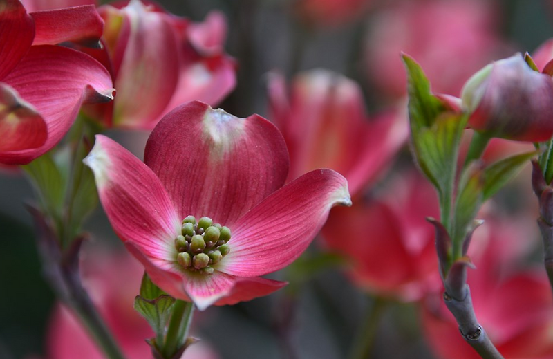 Cornus florida 'Red Pygmy' :: 닥마들