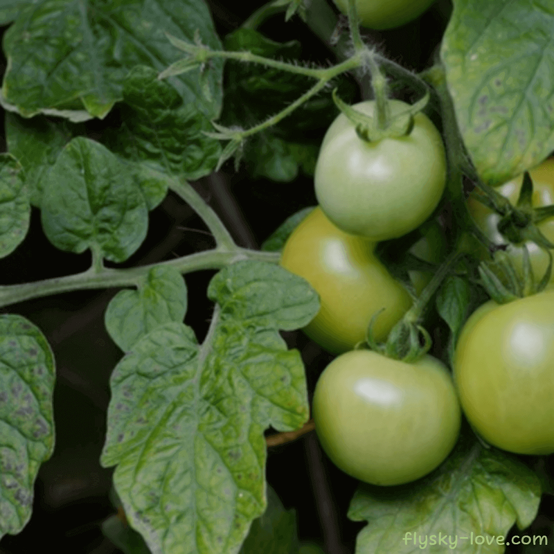 그린 토마토 Green Tomato 효능 영양성분 활용법 부작용