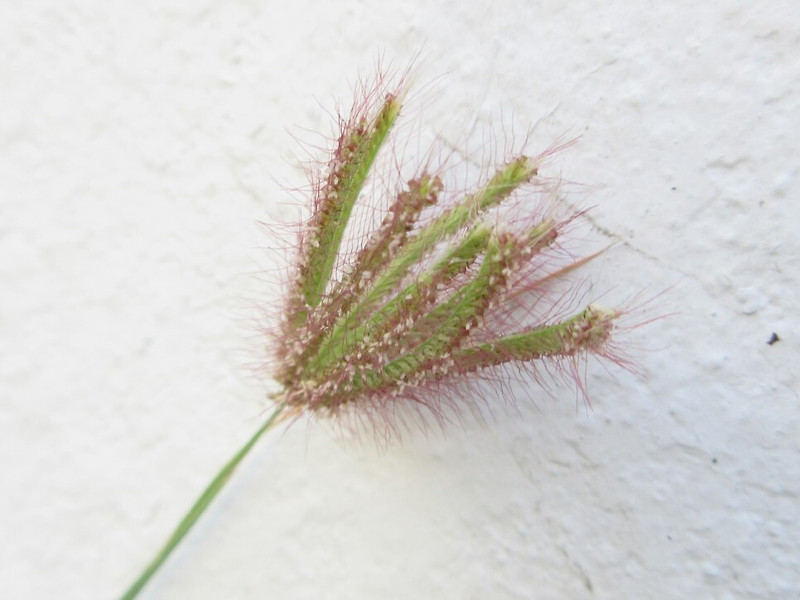 Chloris barbata (벼과 Family Poaceae)