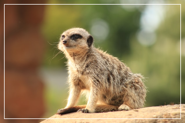 반려동물로 미어캣을 입양한다면 알아야 될 것들