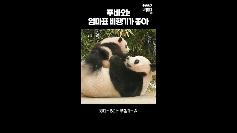 [아기판다 푸바오 짤방] 떴다떴다 푸행기~♬.gif│#힐링푸데이 #Panda #Fubao