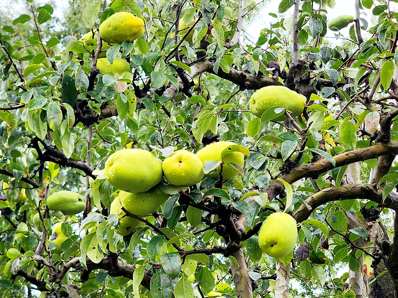 The apple tree is bearing apples.