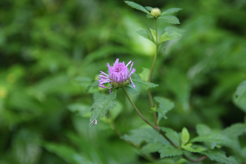 Centratherum punctatum (20131203)