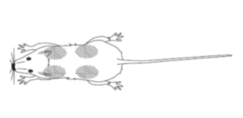 Active induction of EAE in mice model tutorial