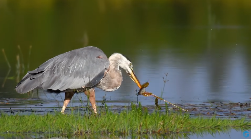 trophic cascade (영양 폭포 개념) . Trophic, 영양, (세포 증식, 분화, 생존을) 증진시키는 ...