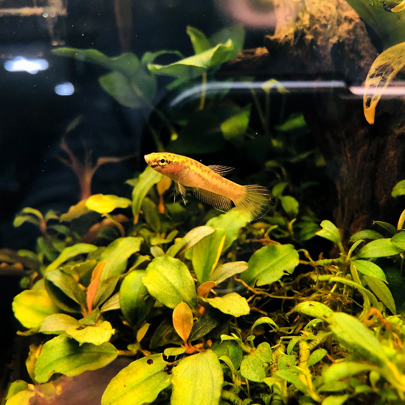 마우스브리더 야생베타 '칸노이데스(Channoides)' 입양