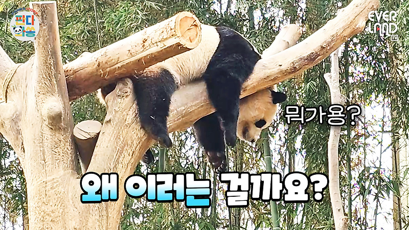 판다와쏭 뚠빵공주 푸바오의 하루 밀착취재 