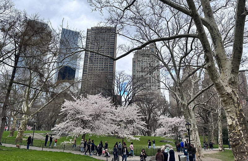 맨하탄의 봄, 센트럴 파크 - Spring in Manhattan, Central Park