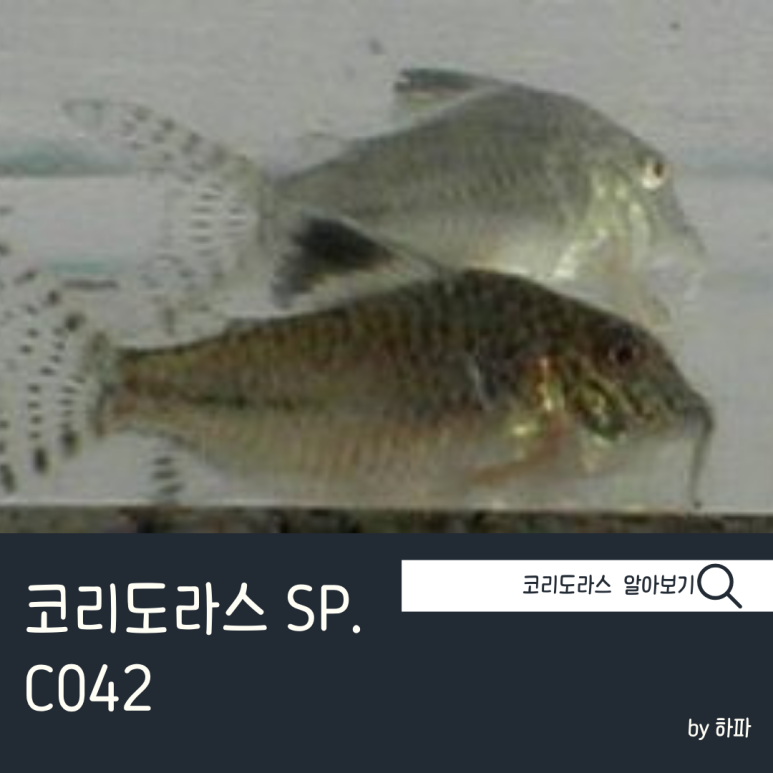 코리도라스 C042 Corydoras C042