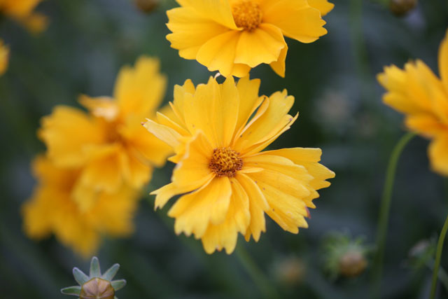 Coreopsis grandiflora 'Presto'
