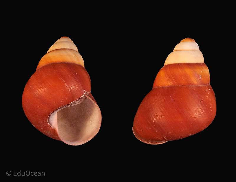 Helicostyla rufogaster