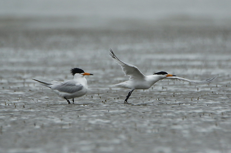 뿔제비갈매기 [Chinese Crested Tern]