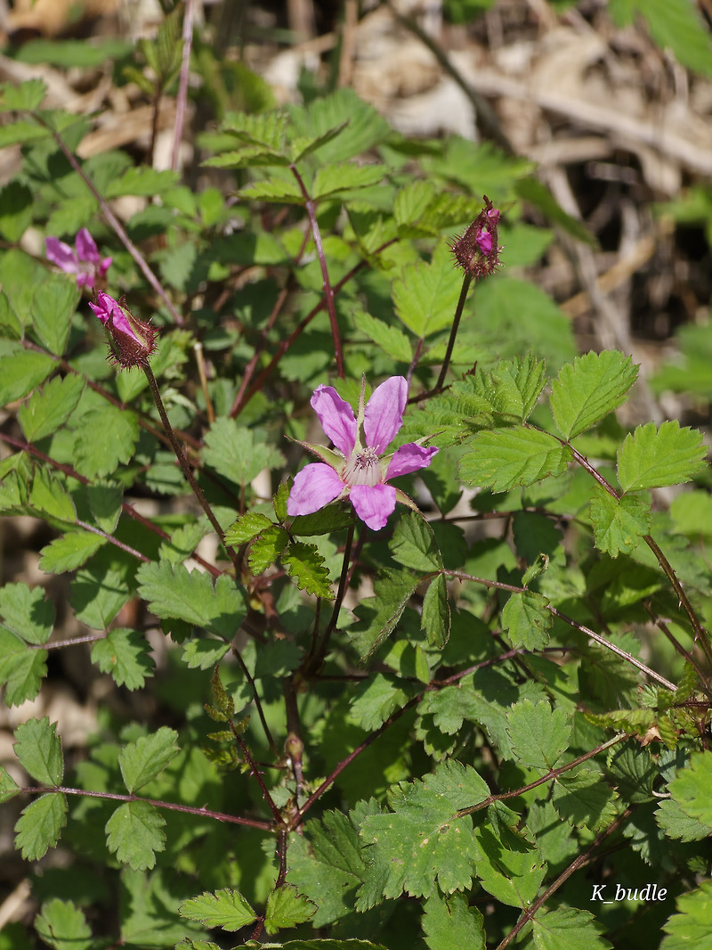 줄딸기(장미과) : Korean creeping raspberry