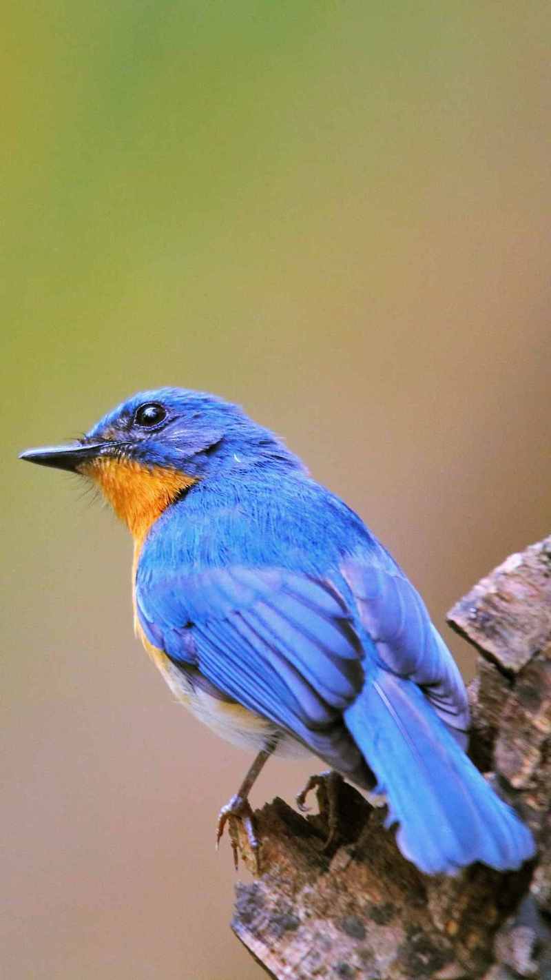 Small bird wallpapers