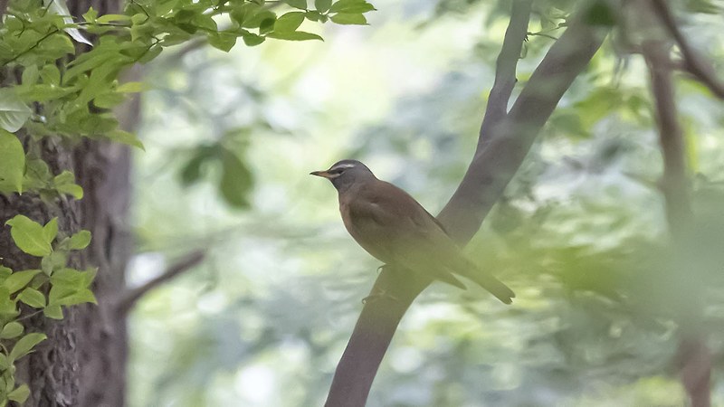 흰눈썹붉은배지빠귀 (gray-headed thrush) - 晩 秋