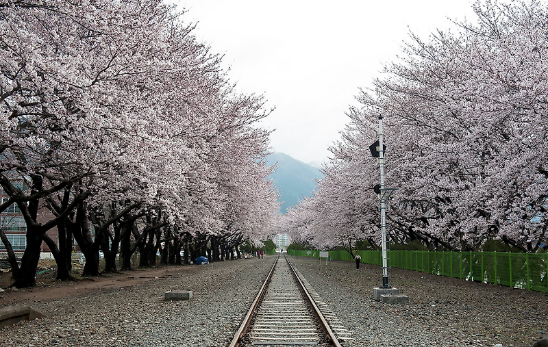 진해 1박 2일 벚꽃 여행 코스