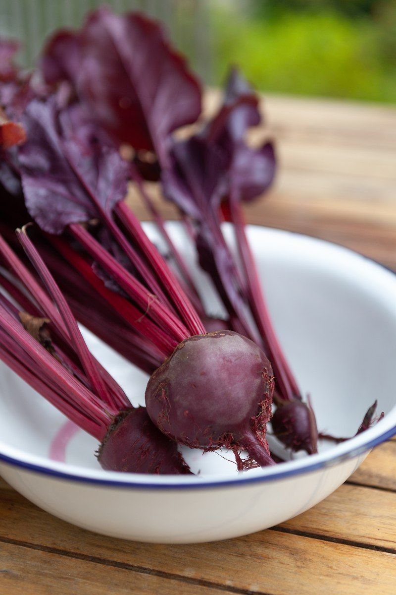 레드비트(Beetroot) 영양소, 효능, 보관 및 먹는 방법