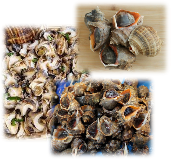 소라(Batillus cornutus)의 효능 5가지