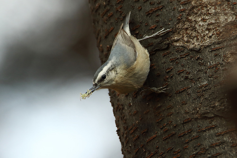 Chinese Nuthatch [쇠동고비]