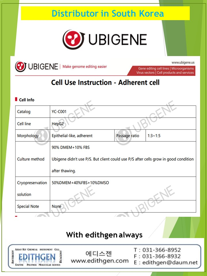 (Ubigene 한국공식대리점_ 에디스젠_edithgen@daum.net) HepG2 CELL (Ubigene 한국공식_ 에디스젠_)