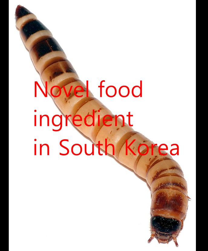 Novel food ingredient_King worm