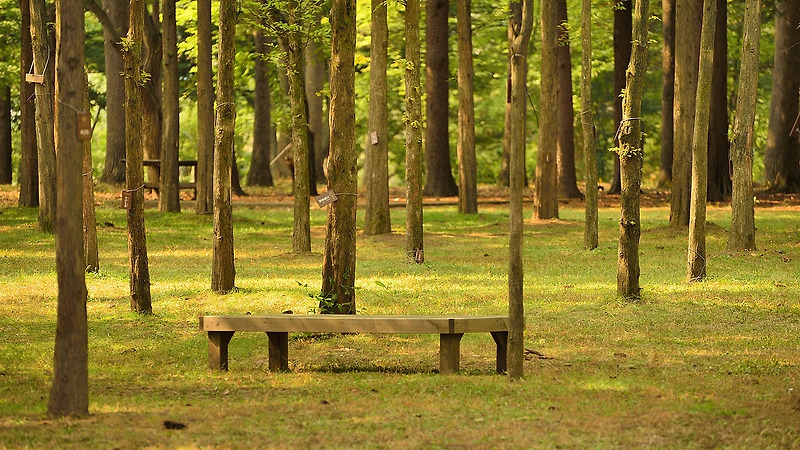 Ultimate Nami Island Travel Guide