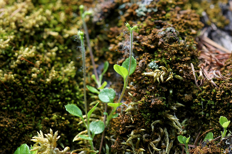 린네풀 Linnaea borealis