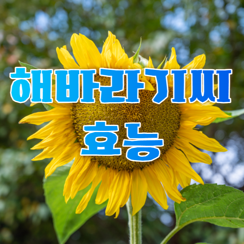 해바라기씨 효능 영양성분 부작용