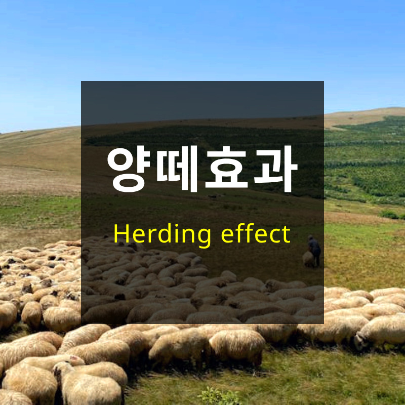 [심리용어] 양떼 효과(Herding effect)란 무엇일까요?