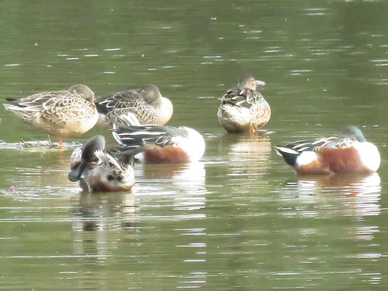 넓적부리 20241125