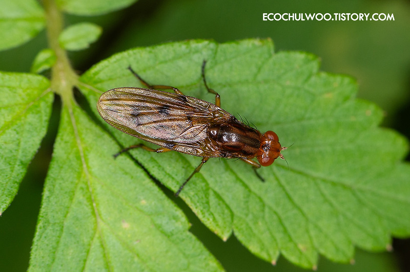 대모파리 Dryomyza formosa