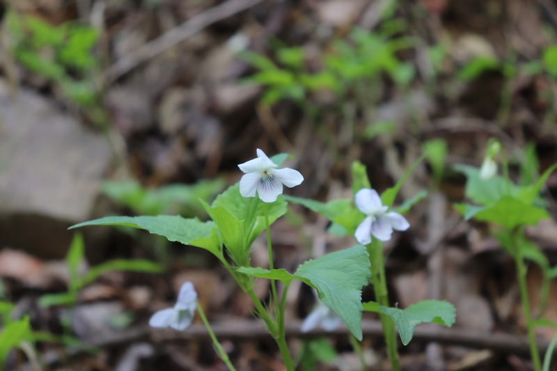 졸방제비꽃(제비꽃과) : Long-stem violet