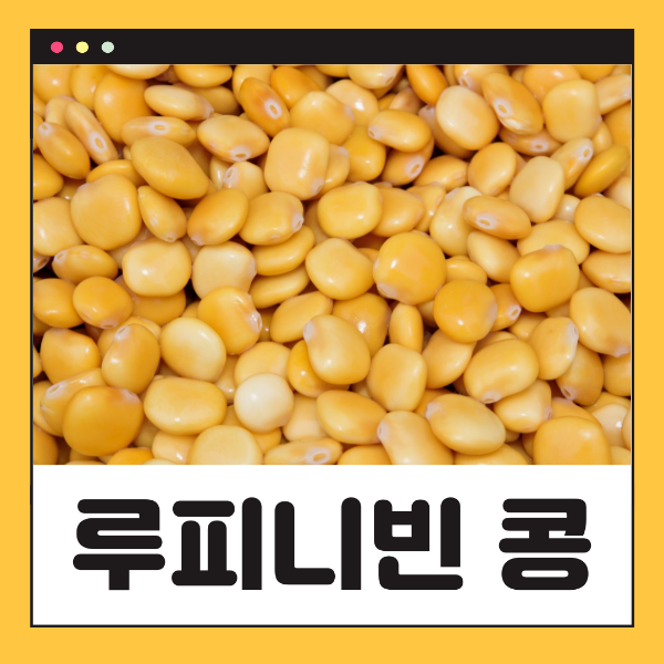 당뇨콩 루피니빈 효능 먹는법 부작용