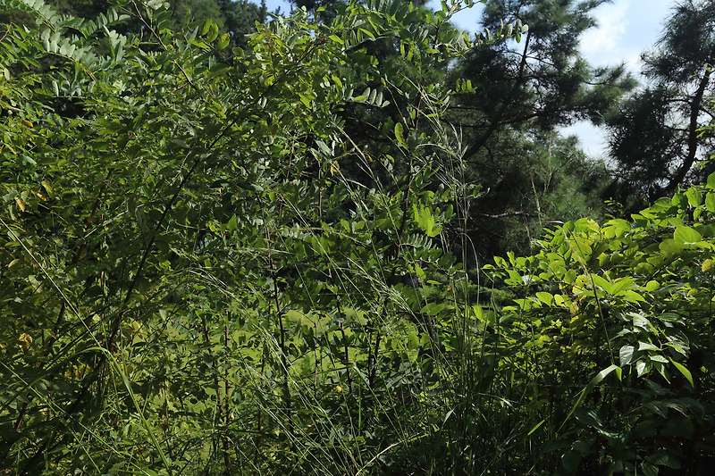 나래새 (나래새속)