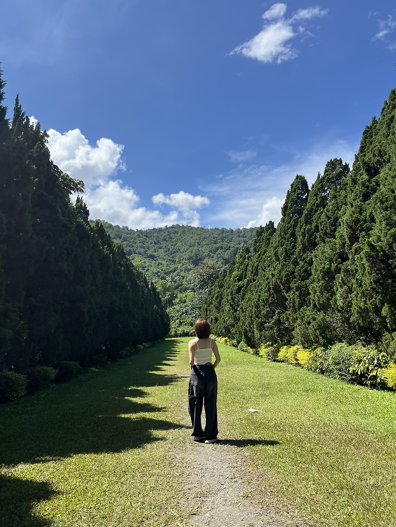 태국 여행 - Chiang Mai 치앙마이(2) Cypress Lanes 싸이프레스 레인에서 인생샷, 그 옆 일본식 카페 Rachel Coffee and Community