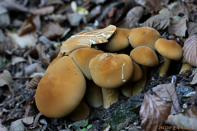 낭피버섯속, 턱받이금버섯 Cystoderma aureum(Phaeolepiota aurea)