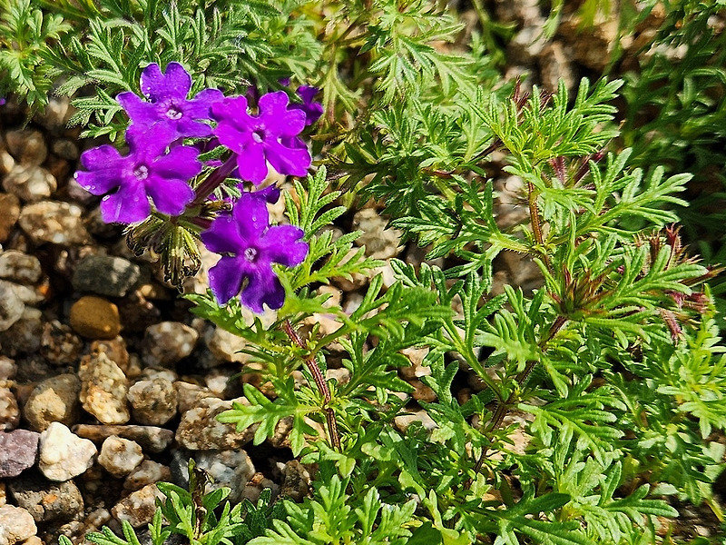 모스버베나 Moss Verbena..