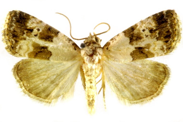 [곤충][나비목][밤나방과] 넓은띠흰꼬마밤나방