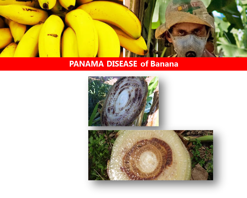 바나나의 파나마 바이러스의 치료 PANAMA DISEASE of Banana
