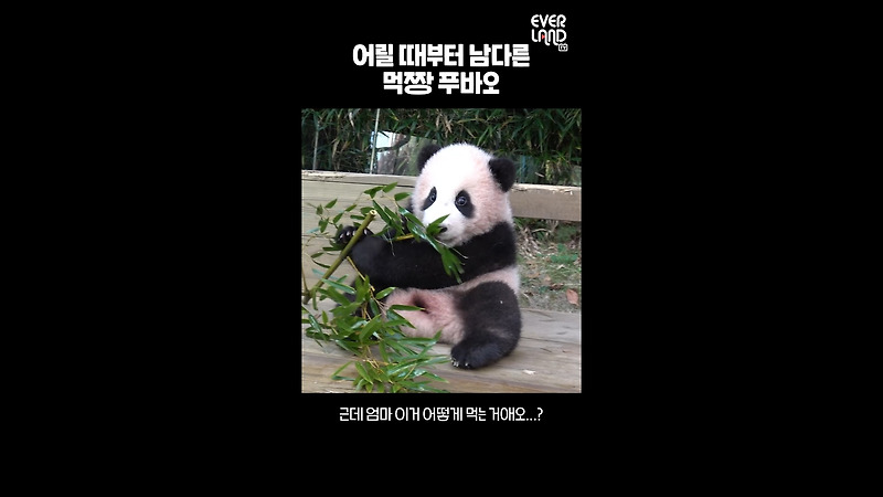 [아기판다 푸바오 짤방] 푸바오 예비 먹짱 시절.gif│#힐링푸데이 #Panda #Fubao #Aibao