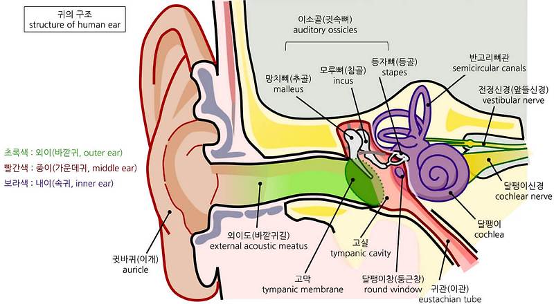 의학용어 acoustic trauma 뜻 음향외상