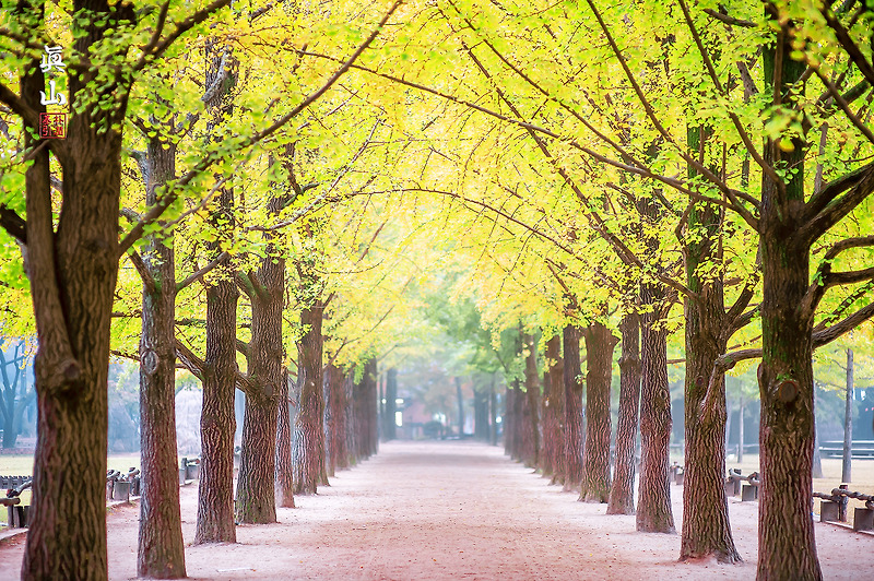 Fall in Nami island