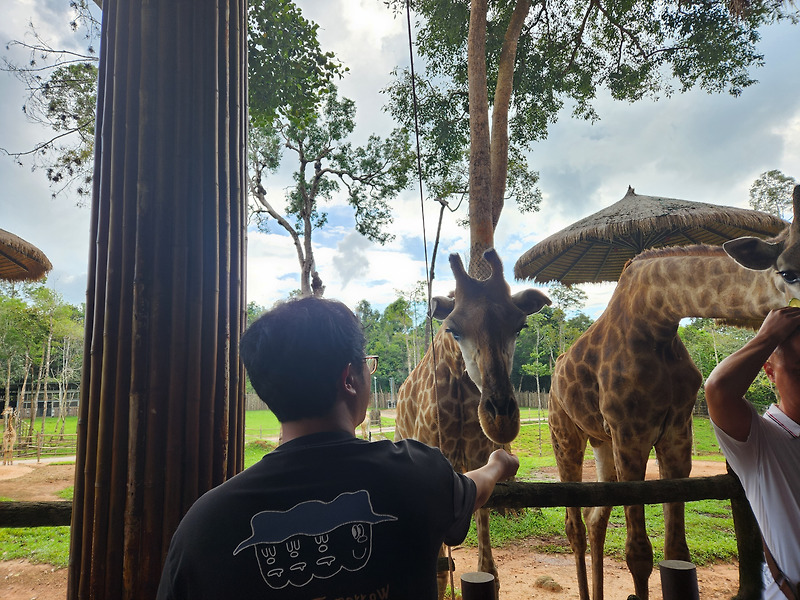 베트남 푸꾸옥 빈펄사파리 / 엄청 큰 사파리에 기린을 만질수 있어요!