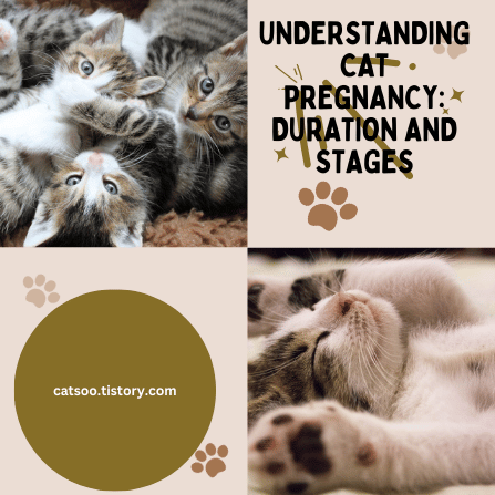 Understanding Cat Pregnancy: Duration and Stages